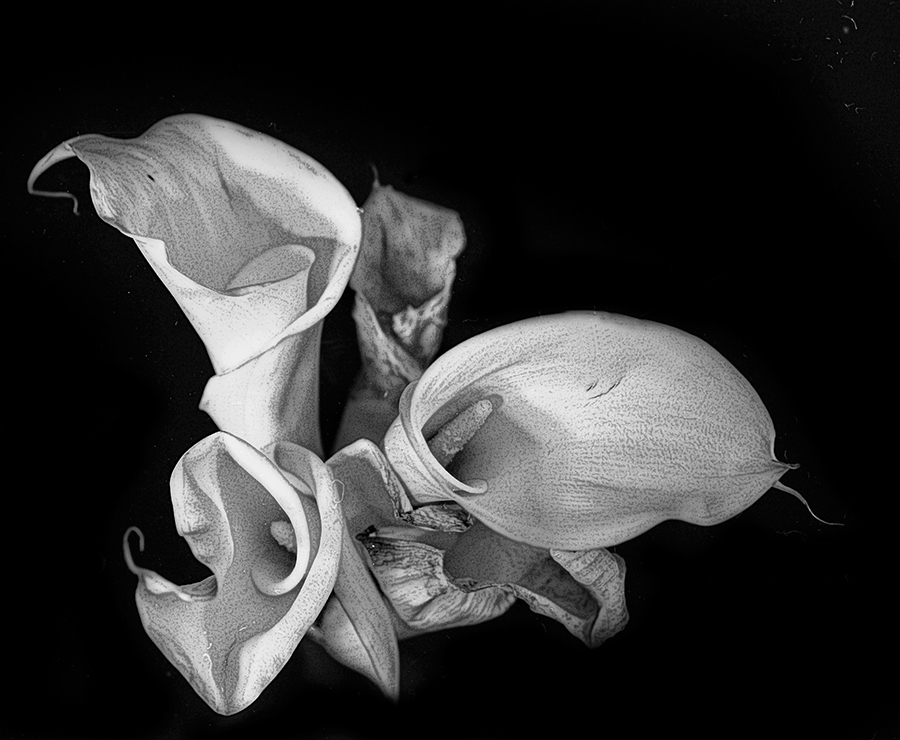 ron gans photography